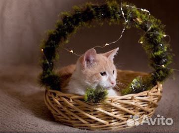 Рыжий котенок в добрые руки