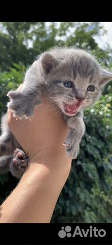 Шотланский котенок (девочка)