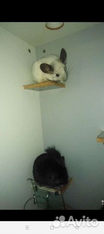 Пара шиншилл