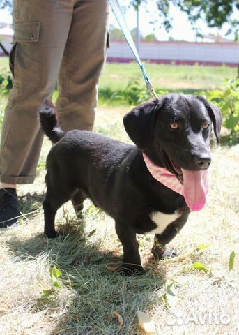 Собака осталась без семьи, ищем дом