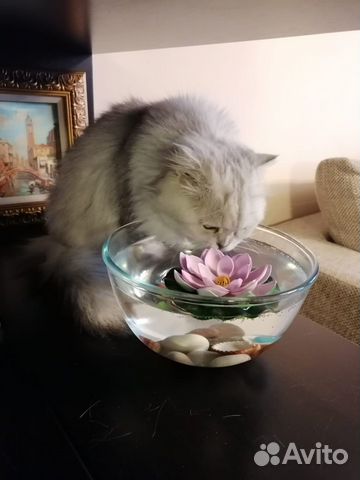 Вислоухая кошечка