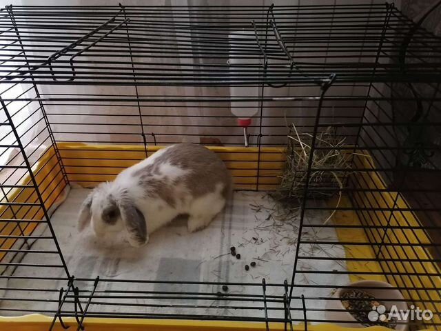 Кролик вислоухий