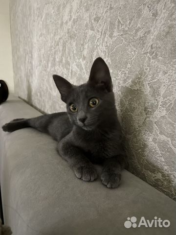 Отдаю кошечку 4 мес