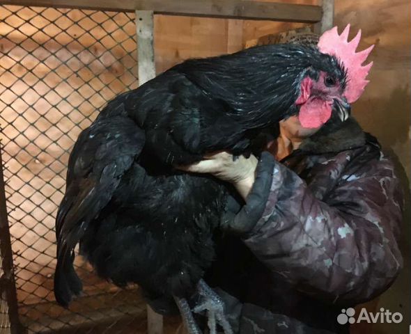 Петух джерсийский гигант