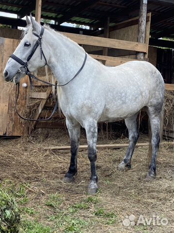 Продам лошадь