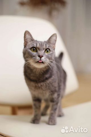 Кошка Микки