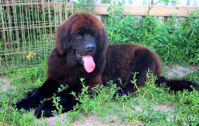 Ньюфаундленд