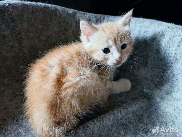 Котята в добрые руки даром