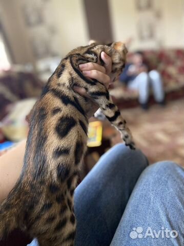 Бенгальские котята