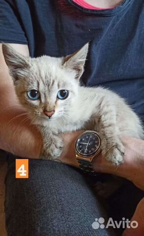 Котенок с голубыми глазами