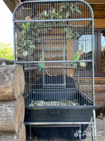 В доьрые руки прекрасные птицы