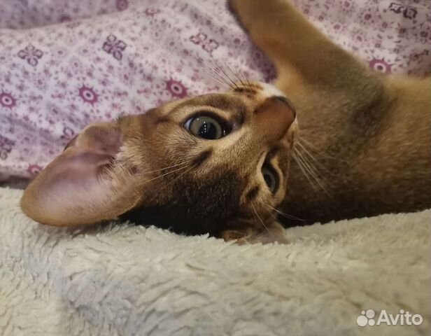 Абиссинский котенок