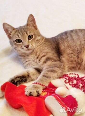 Шпрота - жизнерадостная кошечка., 8 месяцев