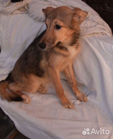 Ласковый и воспитанный щенок возрастом 5 месяцев