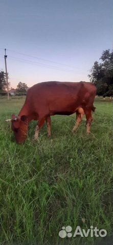 Корова дойная