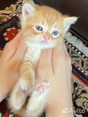 Рыжий котёнок, отдаю в хорошие руки, бесплатно