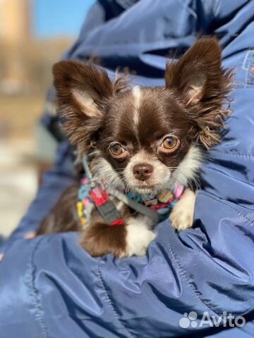 Супер мини чихуахуа и стандарт