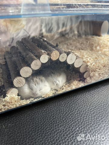 Хомячок Роборовского