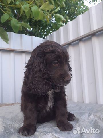 Русский спаниель