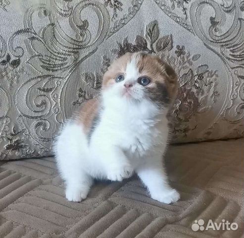 Шотландская вислоухая