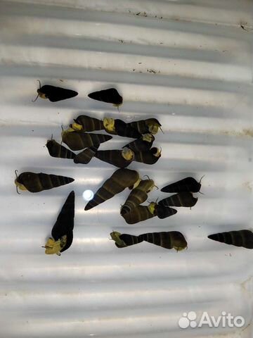 Продаю малышей улиток Оранжевый кролик