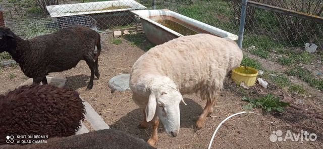 Племенной баран Гисар