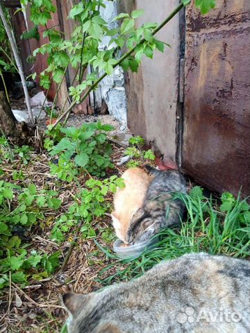 Кошки и котики
