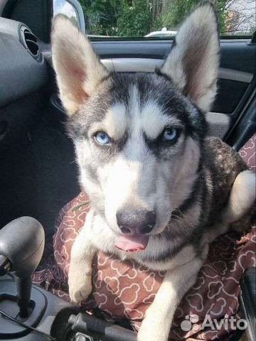 Мини хаски бесплатно в ответственную семью