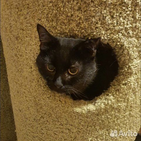 Черный котик в добрые руки