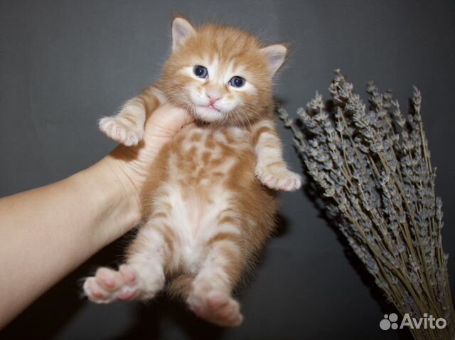 Курильский бобтейл