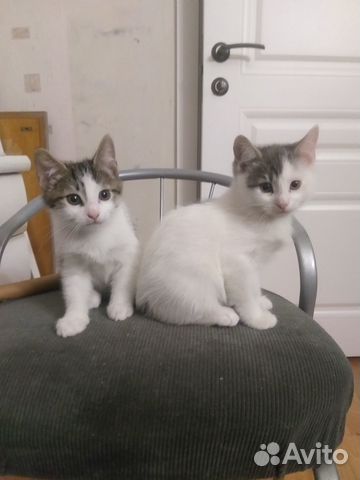 Котята мальчики в хорошие руки