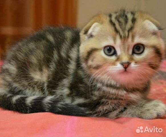 Котик вислоухий в нарядной шубке