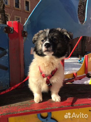 Бублик щенок ищет дом