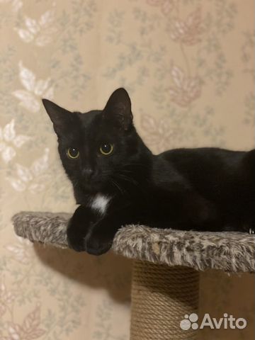 Басик ищет дом