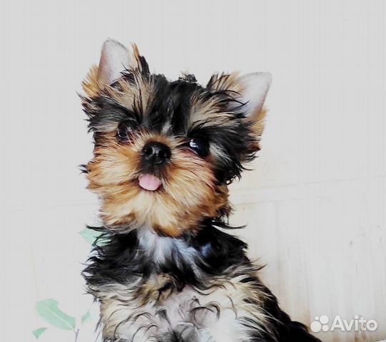 Йоркширский терьер