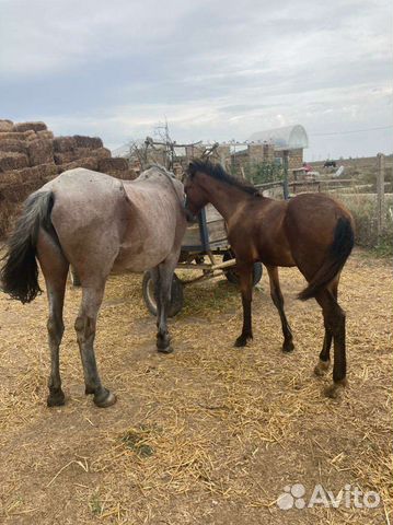 Продам жеребёнка