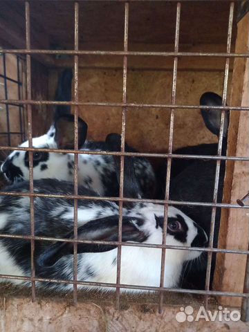 Кролики порода бабочки