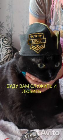 Кошка стелла, стерилиз., около 4-х лет, черн.окрас