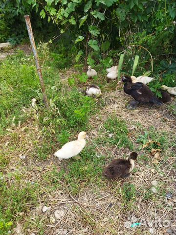 Утята индоутки