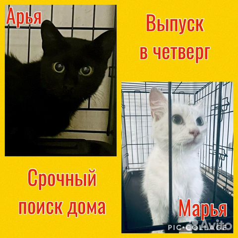 Арья и Марья с дома под снос