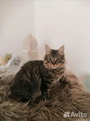 Котёнок Курильского бобтейла