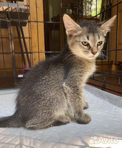 Котенок мальчик