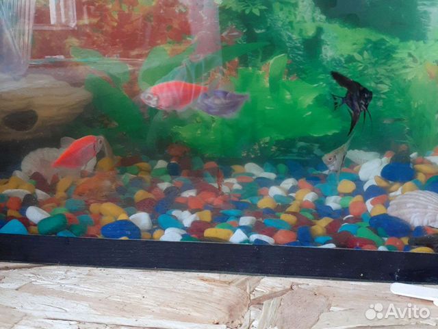 Рыба барбус, светящеся рыбы, сколярия большая