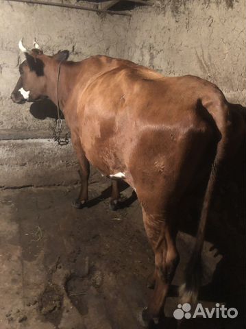 Корова дойная