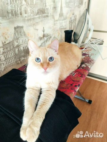 Кошки в добрые руки бесплатно