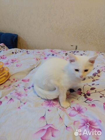 Котята в добрые руки бесплатно