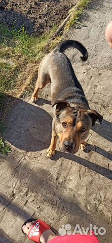 Собака в добрые руки отдам бесплатно