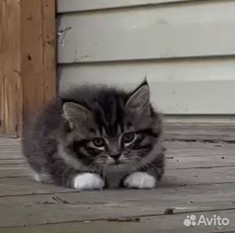 Малыш котенок в добрые руки