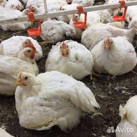Куры бройлеры