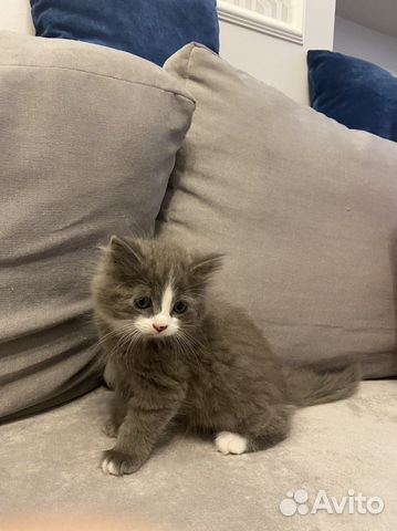 Кошка